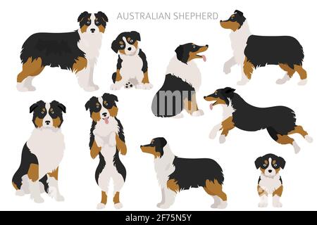 Australian shepherd dogs set. Color varieties, different poses. Dogs ...