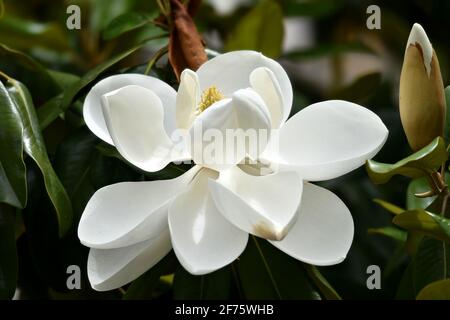 Creamy white petals and red stamens of the summer flowering hardy small ...