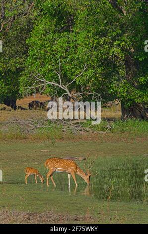 Chital deer (Axis axis) adult animals in a herd in a forest clearing ...