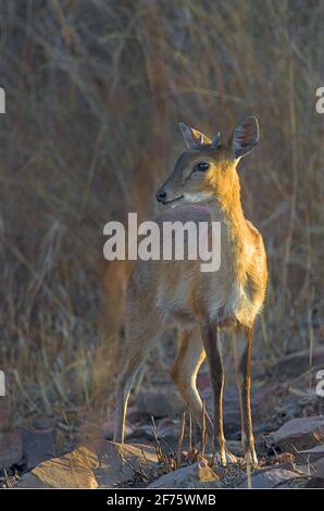 Four-horned Antelope, Tetracerus quadricornis, Panna Tiger Reserve ...