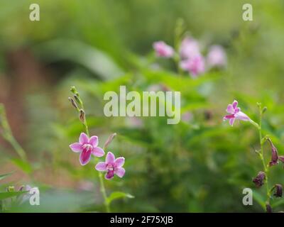 Chinese violet, Coromandel, Ganges primrose, Philippine violet flower ...