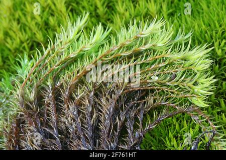 Dicranum scoparium, commonly known as broom forkmoss or broom moss ...