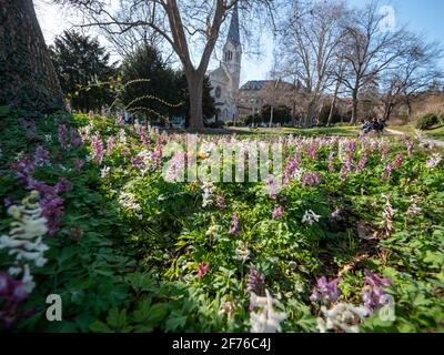 Flowers in a Park in Bern, Switzerland Stock Photo - Alamy