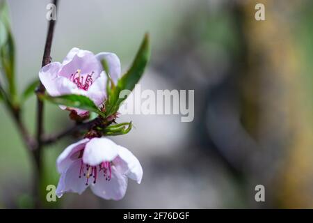 Macro detail of a peach blossom that has blossomed in spring Stock ...