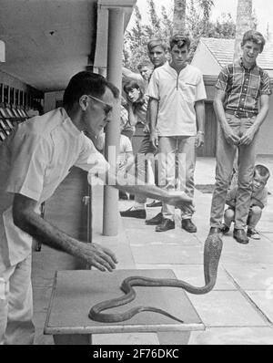 Snakes in a serpentarium Stock Photo - Alamy