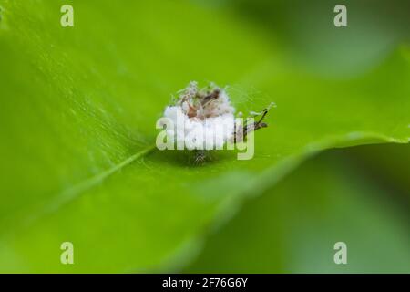 Larval stage of a Lacewing insect (Chrysopidae), aka junk bug, trash ...
