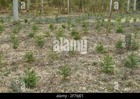 Reforested land with young conifers Stock Photo - Alamy