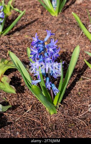 Hyacinth (Hyacinthus orientalis) 'Aida' a spring flowering bulbous ...