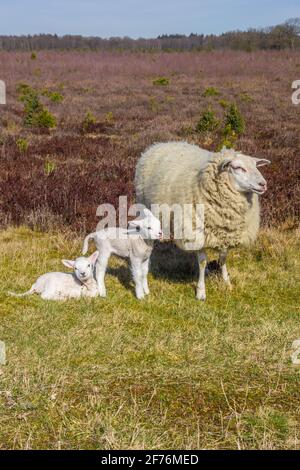 Mother sheep with tow lambs in National park Drents-Friese Wold ...