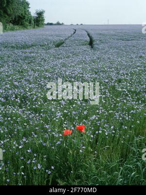 Poppies in flax field Stock Photo - Alamy