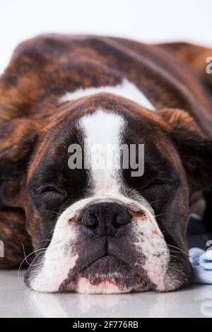 Boxer breed dog sleeping on the sofa Stock Photo - Alamy