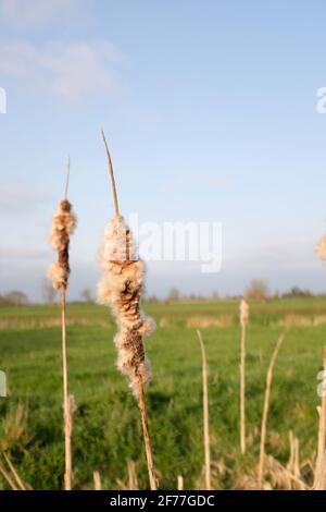 bull rush rushes bullrush bullrushes reeds pond ponds plant plants semi ...
