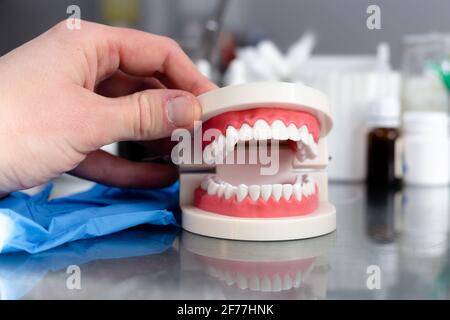 Mock up jaw with teeth on table in dental office Stock Photo - Alamy