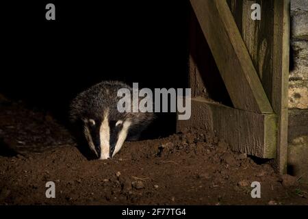 European badger in doorway of disused barn Stock Photo - Alamy