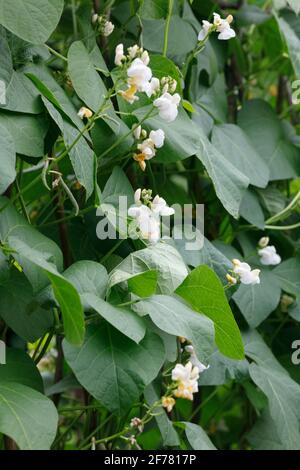 Phaseolus coccineus 'Moonlight' runner beans, a self pollinating bean ...