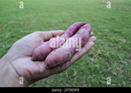 Indian Purple Yam vegetable Ratalu Kand Kandh raw material for famous ...