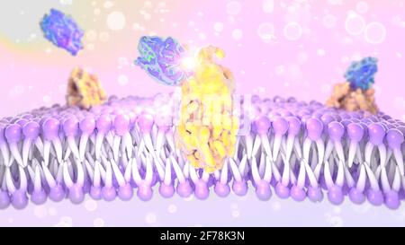 Structure of the plasma membrane of a cell. Lipids and fats viewed ...