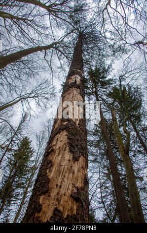 Damaged tree from Spruce Bark Beetle, Ips Typographus invasion. Bark ...