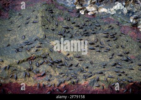 Common sea slater (Ligia oceanica). An abundant littoral woodlouse ...