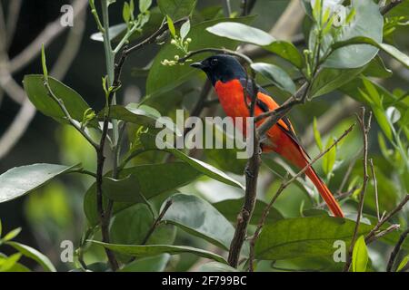 Scarlet Minivet (Pericrocotus speciosus) Aves Stock Photo - Alamy