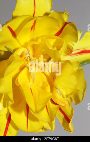 Yellow tulip flower stamens close up family liliaceae modern background ...
