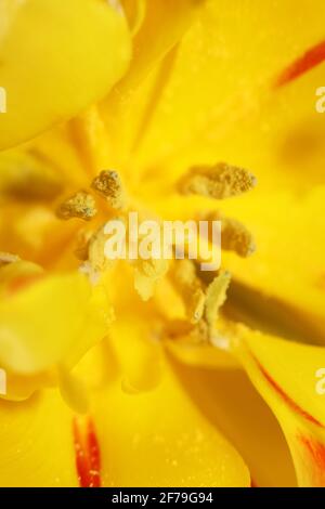 Yellow tulip flower stamens close up family liliaceae modern background ...