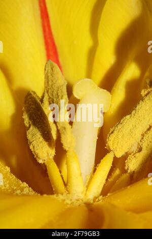 Yellow tulip flower stamens close up family liliaceae modern background ...