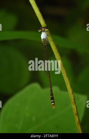 A Pinhead Wisp (Agriocnemis femina) damselfly perched on a grass leaf ...