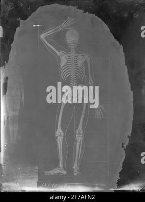 Skeleton (from behind Stock Photo - Alamy