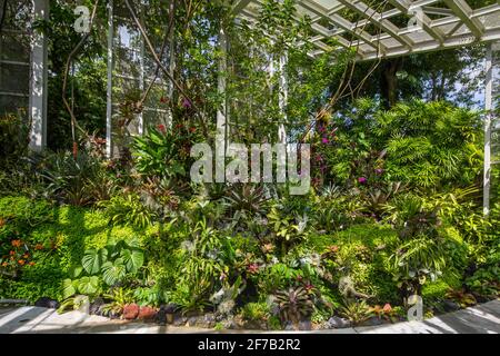 Neotropical forest environment at 650 metre to 1,000 metre elevation ...