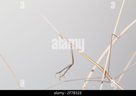 Indian Grass Mantis (Schizocephala Bicornis Stock Photo - Alamy