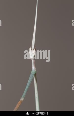 Indian Grass Mantis (Schizocephala Bicornis Stock Photo - Alamy