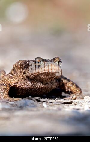 toad migration or frog migration, small amphibian animal on the move ...