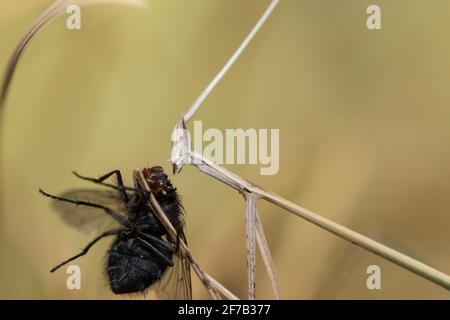 Indian Grass Mantis (Schizocephala Bicornis Stock Photo - Alamy