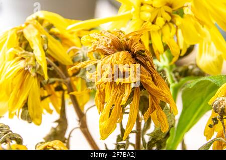 A dying houseplant with withered yellow flowers. Indoor yellow ...