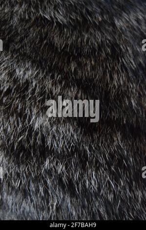 Cat fur texture Stock Photo - Alamy