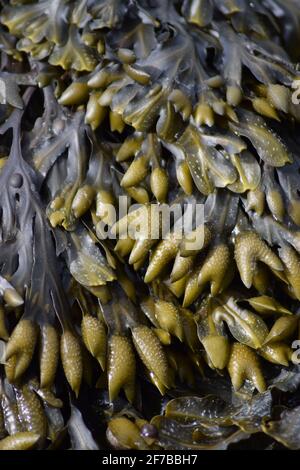 Flat Wrack Seaweed #1 Stock Photo - Alamy