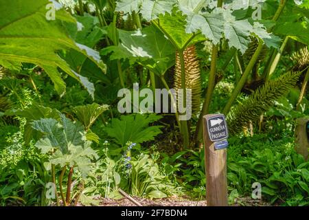 Gunnera Passage Garden at the center of Trebah Garden, Cornwall ...