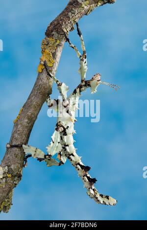 Prickly Stick Insect Extatosoma tiaratum Single on Bramble Isles of ...