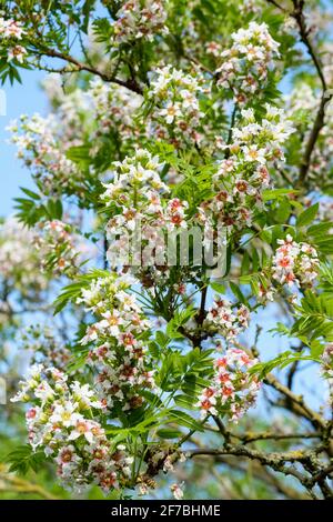 Shiny leaf yellowhorn, Xanthoceras sorbifolium, in flower in spring ...