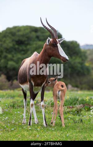 Bontebok (Damaliscus pygargus pygargus) calf suckling on its mother ...