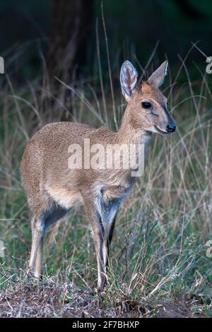 Bush Duiker (Sylvicapra grimmia), Mammalia, Waterberg District ...