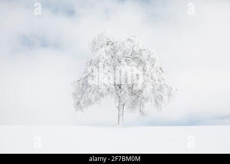 birch (Betula spec.), snow covered birch in Oberaegeri, Zug ...
