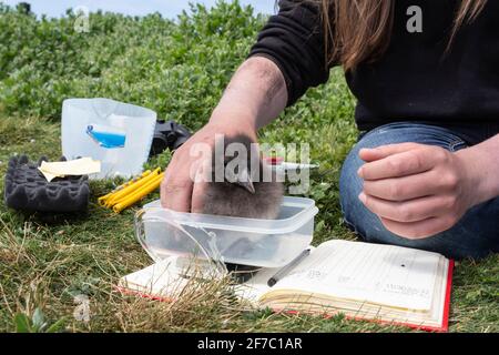 Weighing puffin (Fratercula arctica) chick, Inner Farne, Farne Islands ...