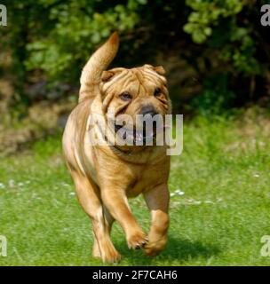 Sharpei Adult Chinese fighting dog wrinkled skin Stock Photo - Alamy