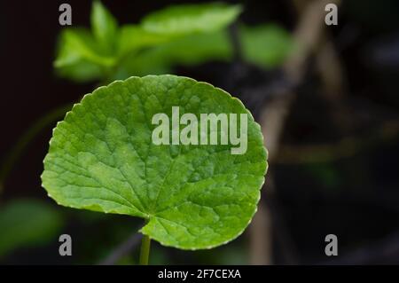 Close up of Daun Pegagan, Centella asiatica leaves with water splash ...