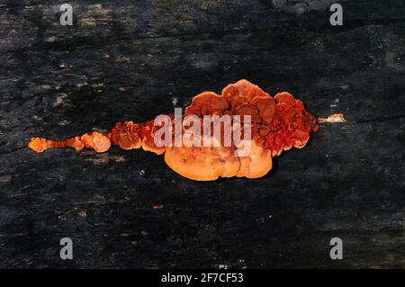 Closeup Fomitopsidaceae, growing on a dead tree trunk, is a family of ...