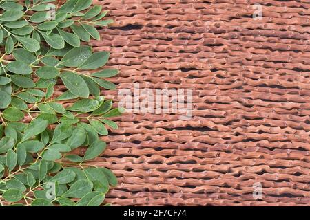 Fresh moringa leaves - Moringa oleifera. Top view Stock Photo - Alamy