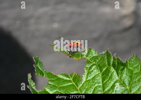 Red cotton stainer ( Dysdercus cingulatus ) in a garden with red flower ...