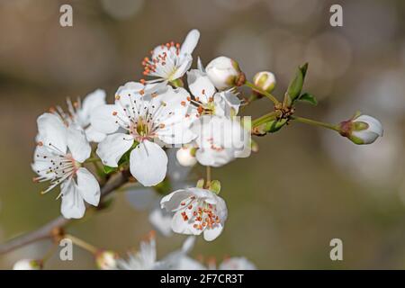 Flowering wild mirabelle, Prunus cerasifera, in spring Stock Photo - Alamy